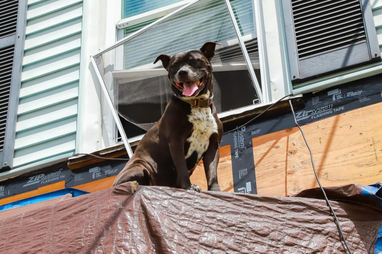 Dog rescued from the roof of a house in Berkshire County