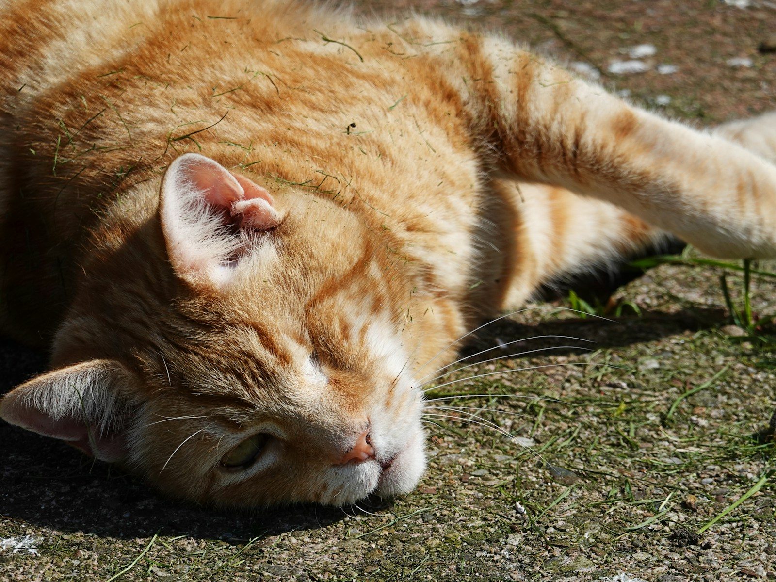 What happens when rescued cats finally see the sun?