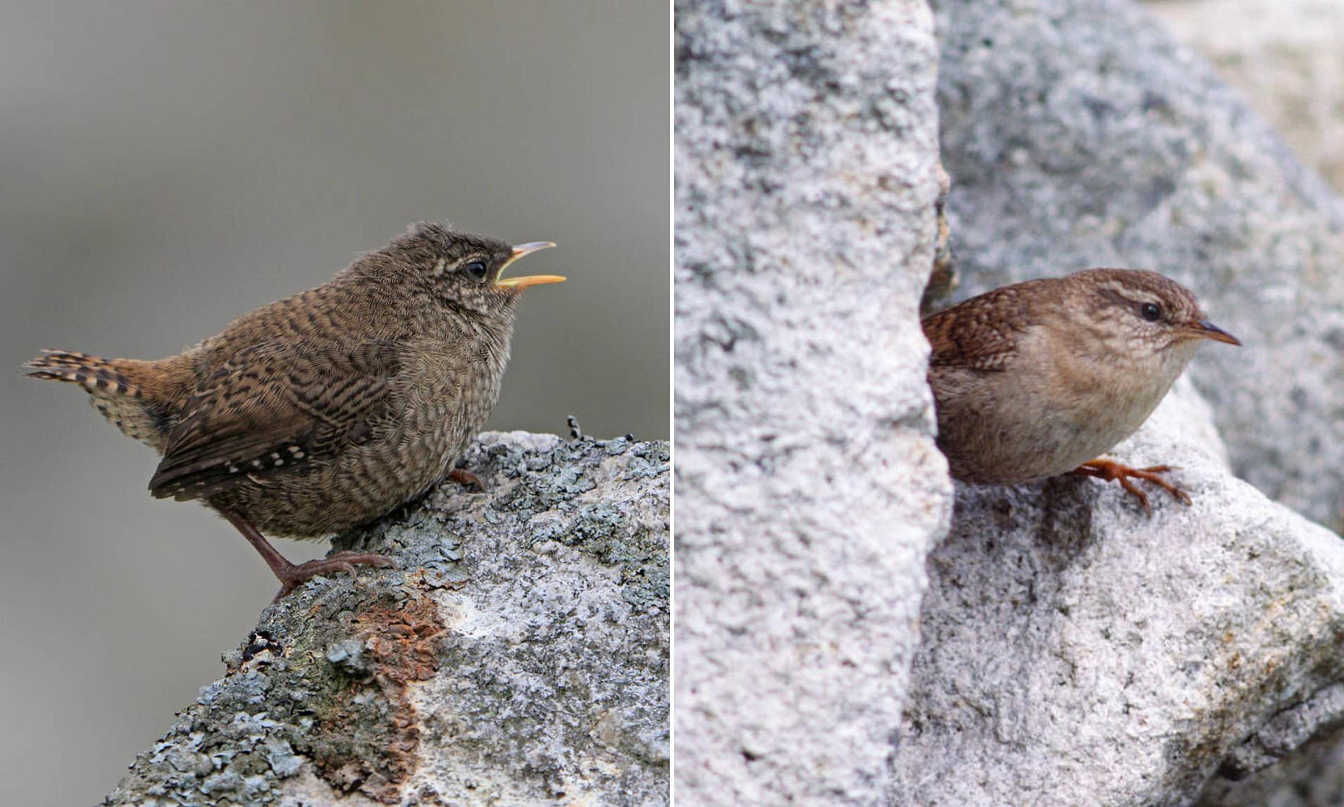 Wrens on Scottish islands develop gigantism and are twice the size of ...
