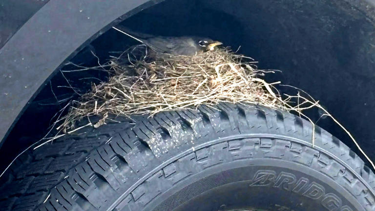 Four robins took a dealer’s new Ford hostage under federal law. They ...