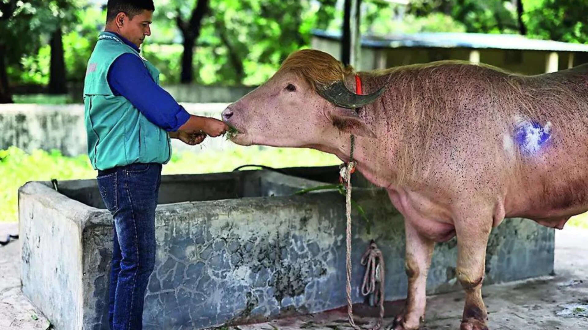 Viral fame spares 'Donald Trump' buffalo from Eid sacrifice in Bangladesh