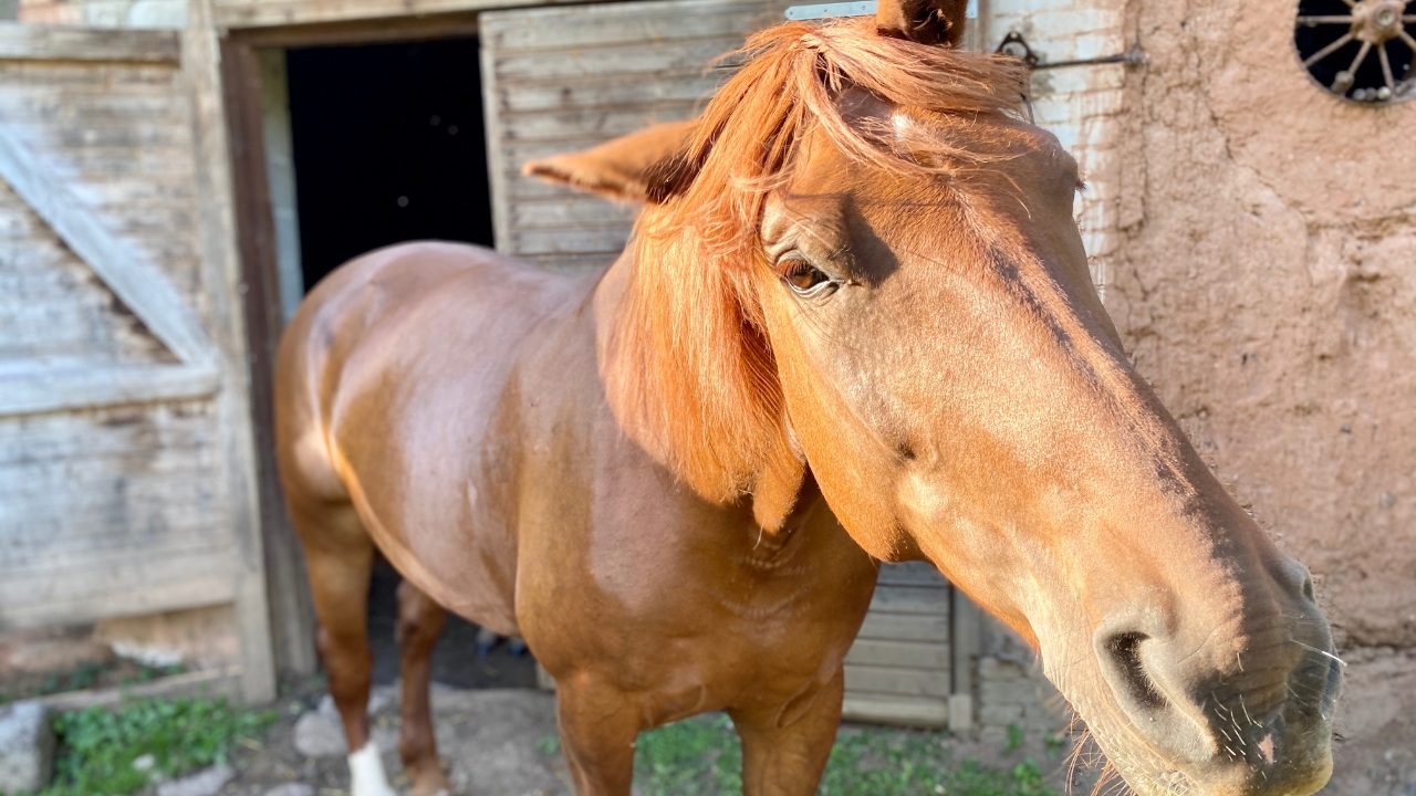 10 signs something’s off with your horse (that are easy to miss)