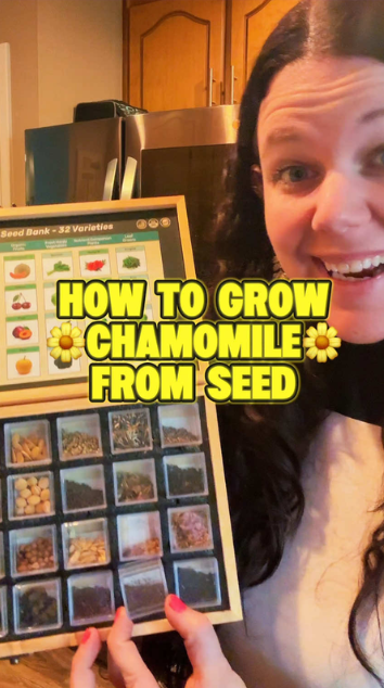 How to grow chamomile from seed