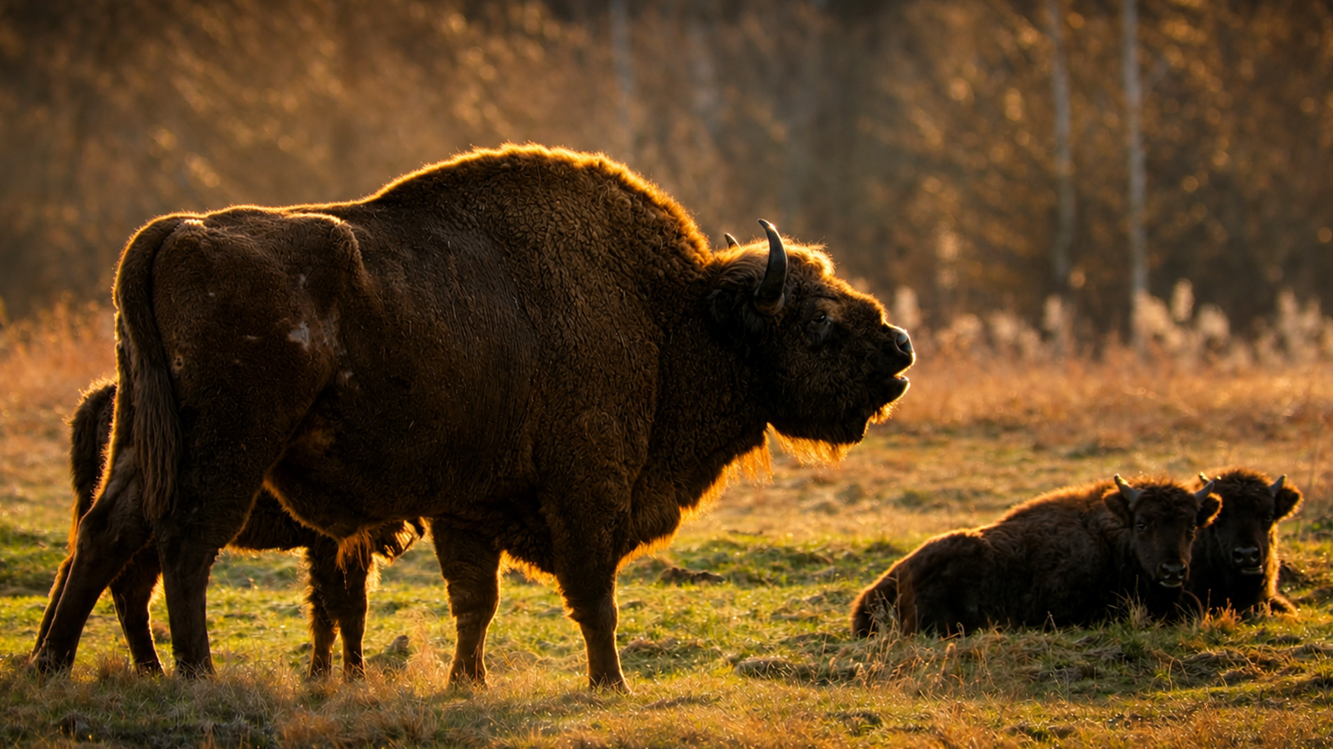 Bison activity across this quiet meadow was caught on camera trap