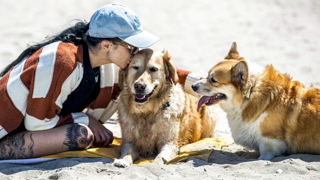 New summer guides reveal top dog-friendly destinations