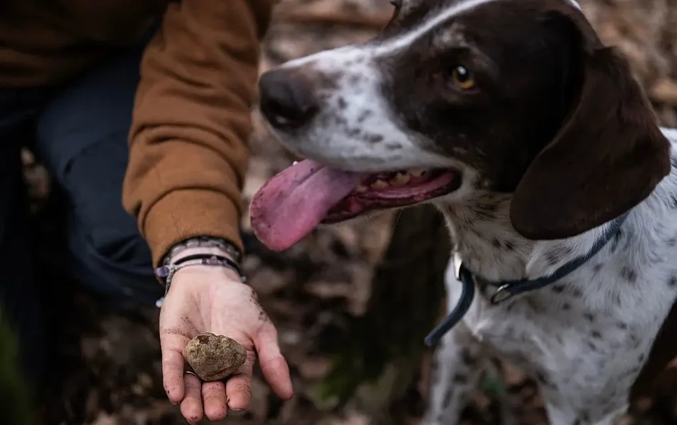 Lagotto Romagnolo remains Italy’s unrivaled truffle-hunting dog
