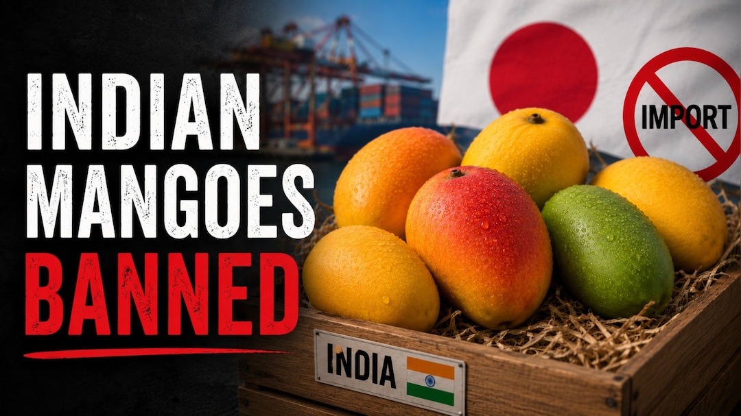 Why Japan has suddenly halted Indian mango shipments after 20 years