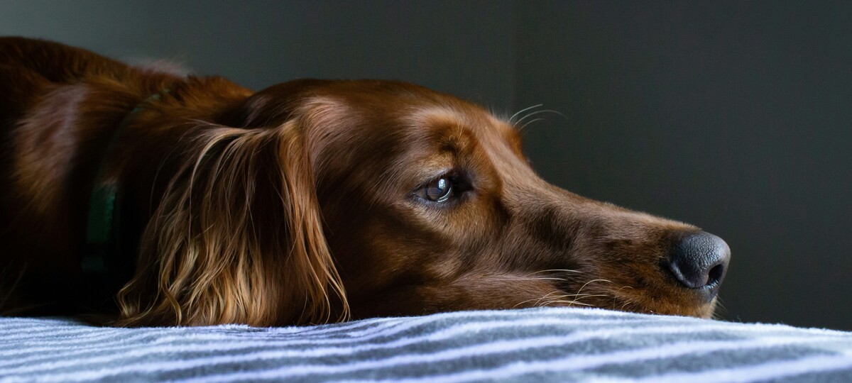 Canine influenza very contagious