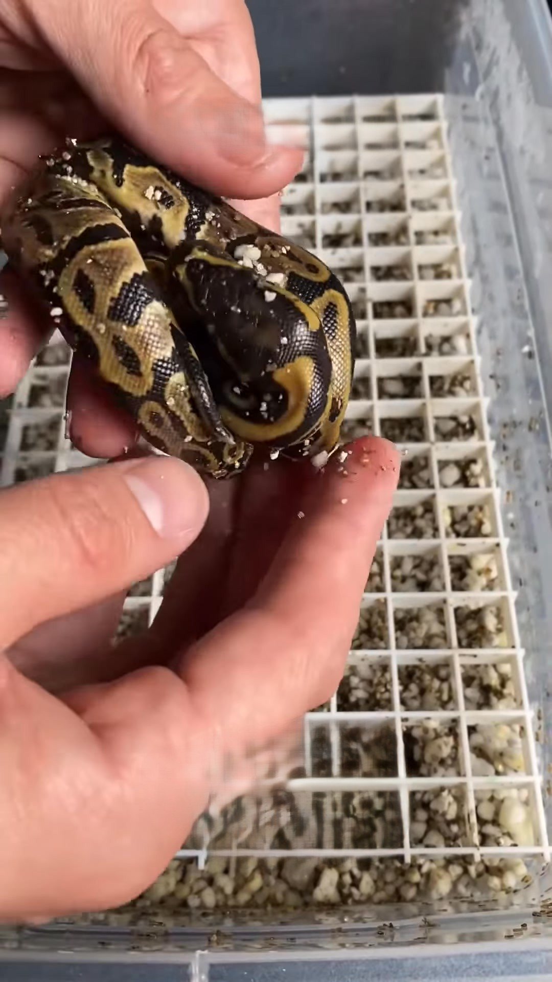 Remember the ball python with a bunch of eggs?