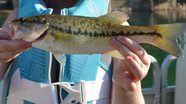 Kentucky biologists sound alarm after invasive bass hybrids are found ...