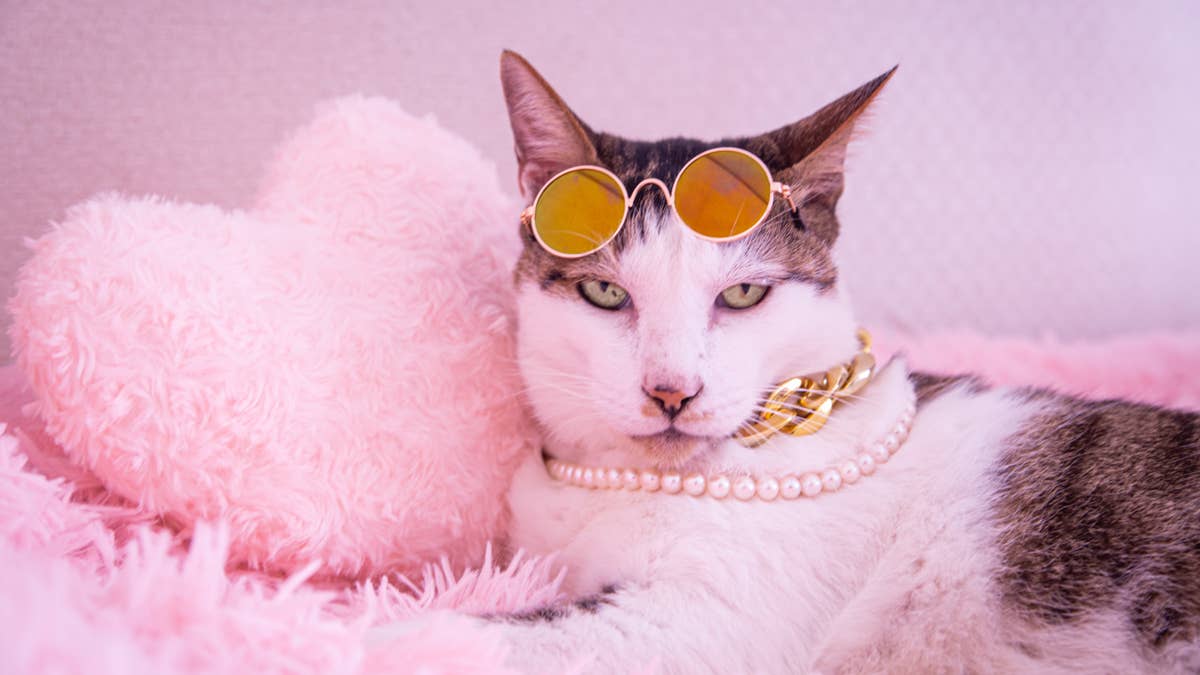 These fancy YouTube kitties are living large in Paris