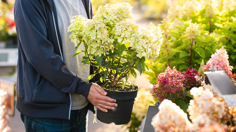 Skip hydrangeas: The drought-tolerant alternative to add to your yard