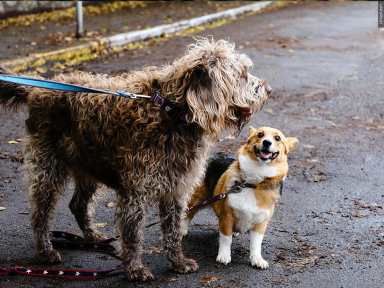 Georgetown delays vote on e-collar clarification for leash law
