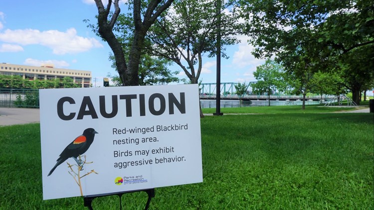 Watch your head! Aggressive red-winged blackbirds nesting in Grand Rapids