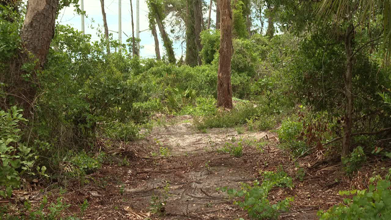 Palm Harbor K-8 charter school proposal raises traffic, environmental ...