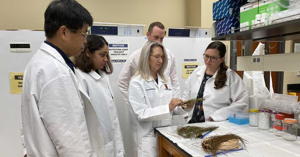 Auburn scientists use drones and AI to track devastating pine tree ...