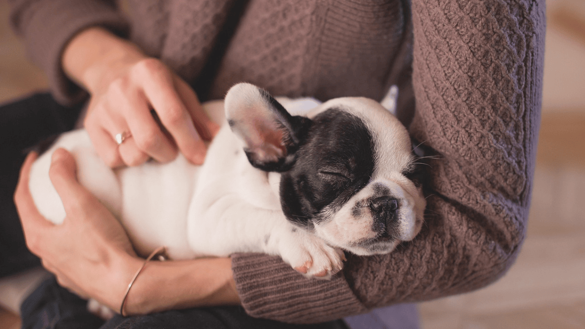 The ultimate cuddle buddies: 7 lapdogs that officially have no concept ...