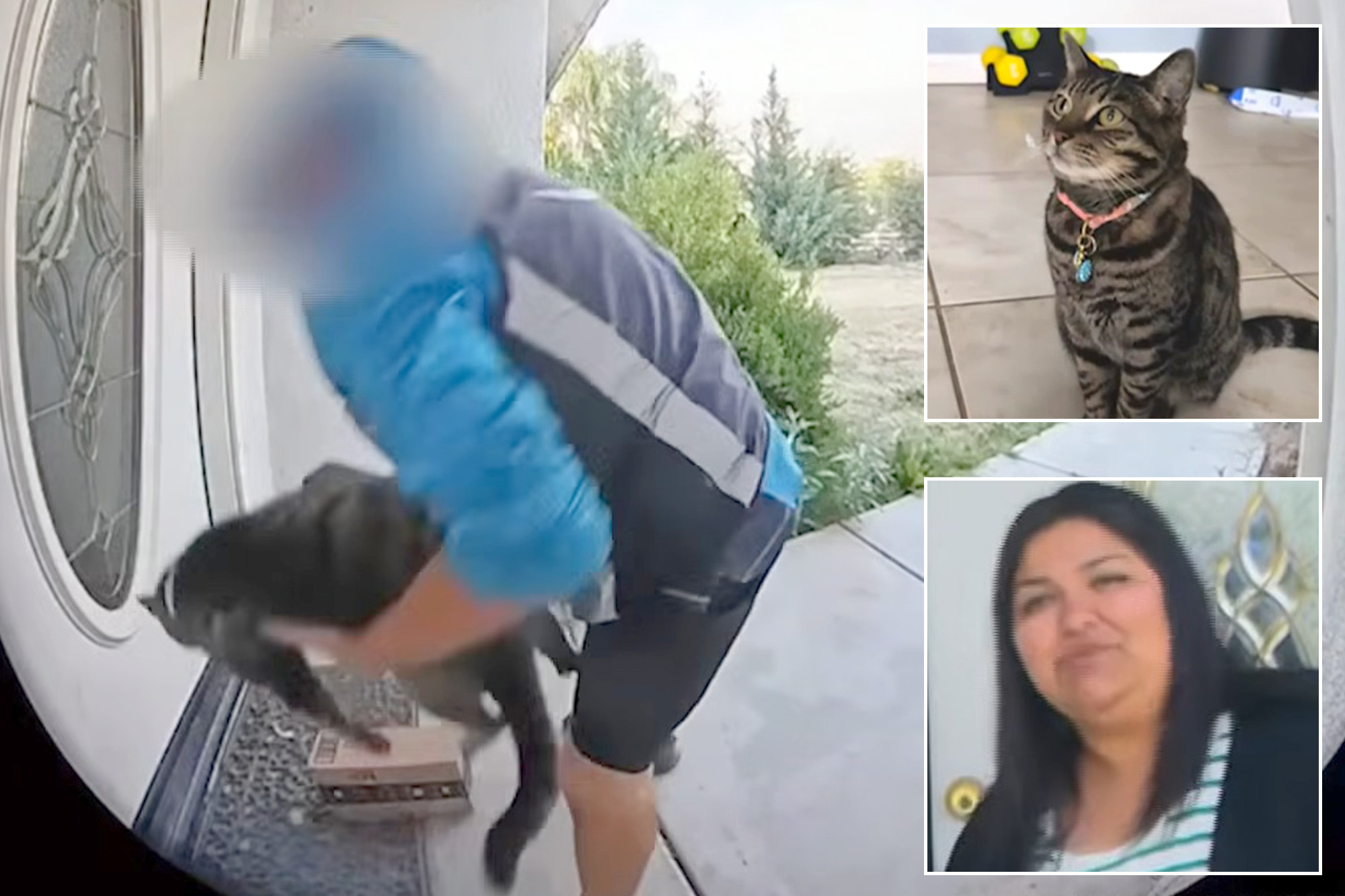 Shocking moment Amazon delivery driver snatches family’s beloved cat ...