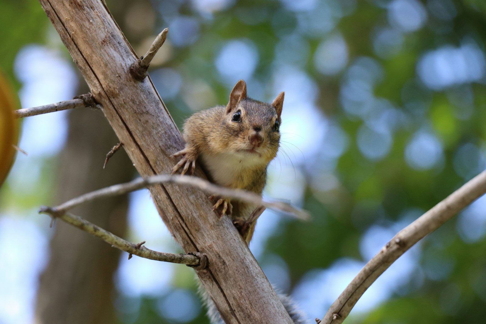 Natural smells that keep squirrels and chipmunks away from your yard
