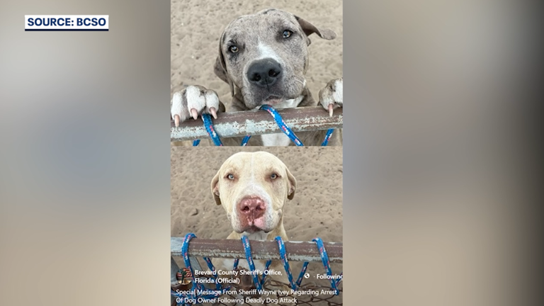 Deadly Cocoa dog attack: Dogs to be euthanized after owner remains ...