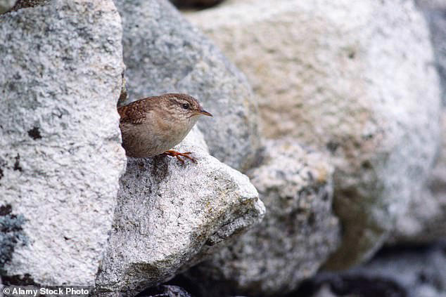 Wrens on Scottish islands develop gigantism and are twice the size of ...