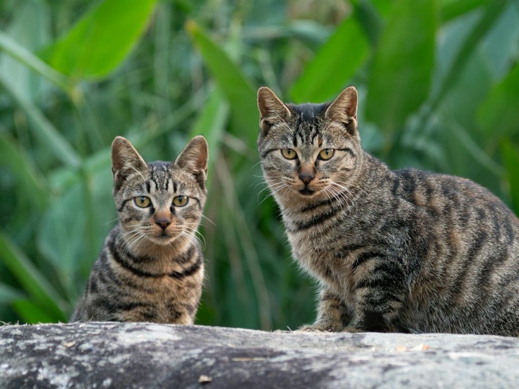 A wildcat couple rewrites history in Czech forests after nearly a century