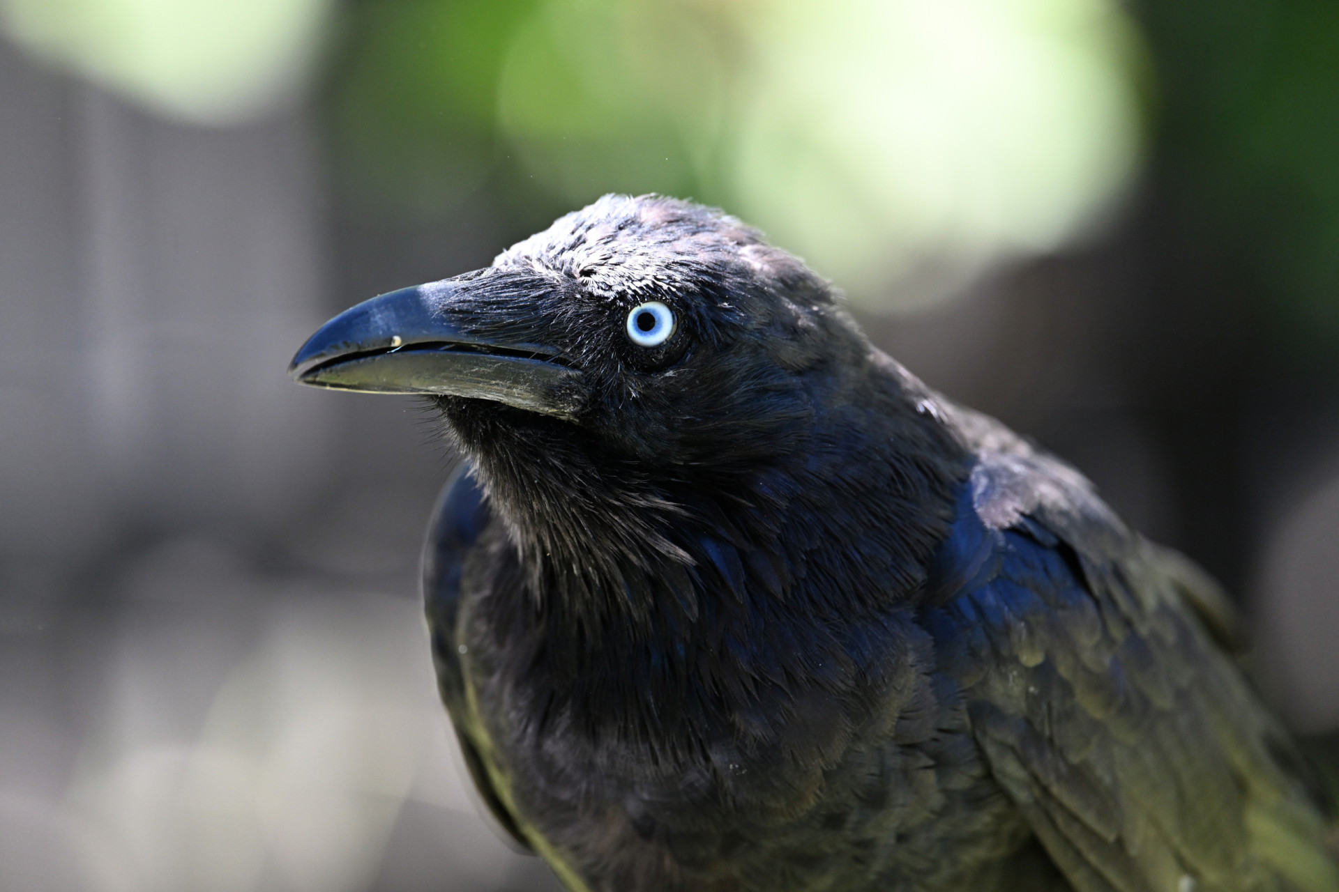 Animals in Australia that won't kill you