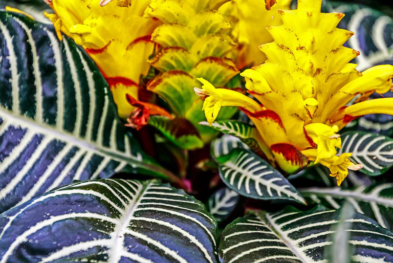 How to grow zebra plant