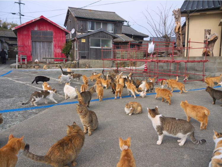 10 fascinating facts about Japan that most travelers miss