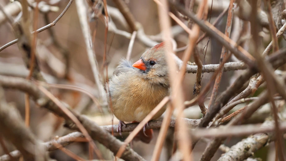 Cardinal guides and citizen science boost bird monitoring