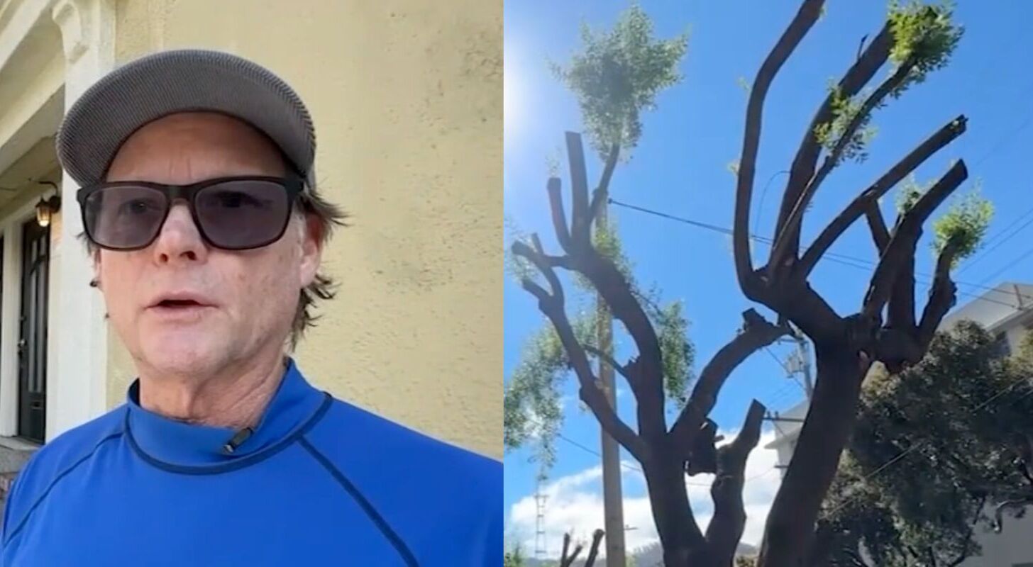 California man pruned 5 trees to make 'bullying' insurer happy — then ...