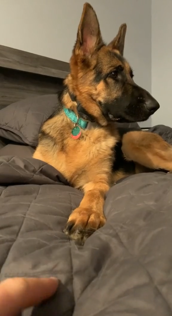 German shepherd puppy shows kung fu skills