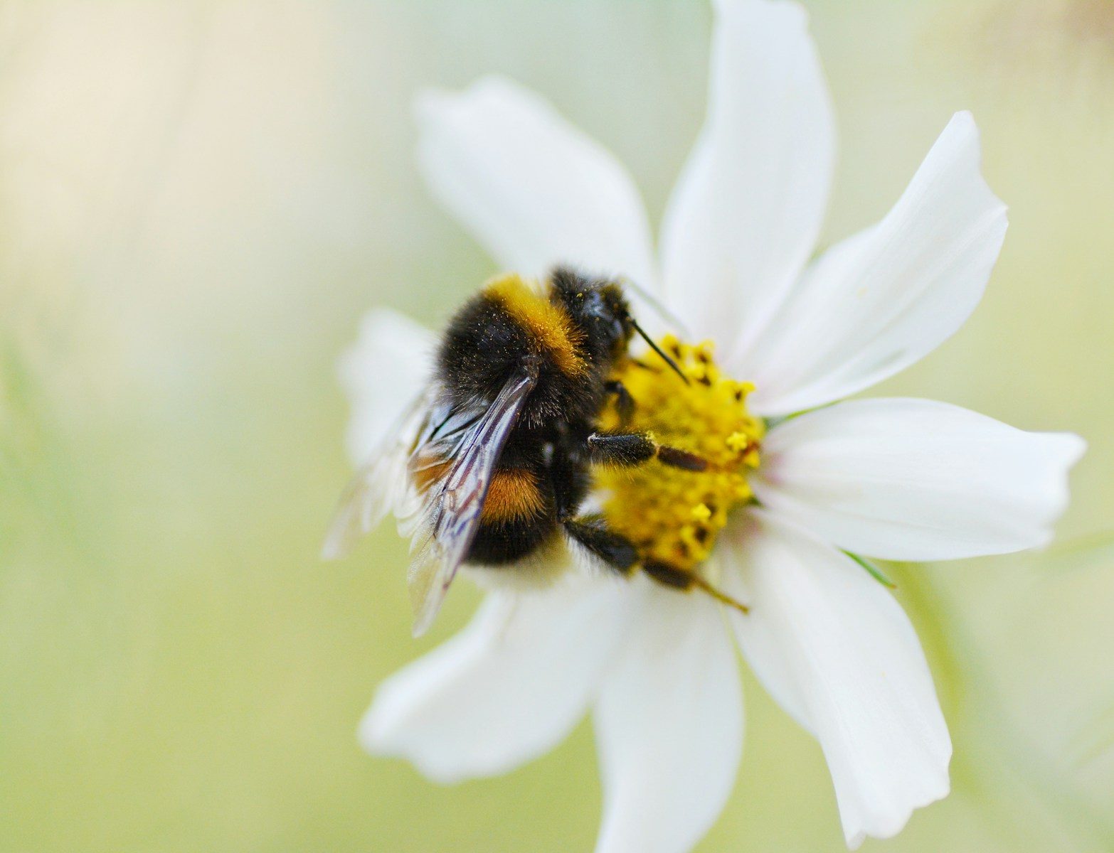 Why native bees matter more than most people realize