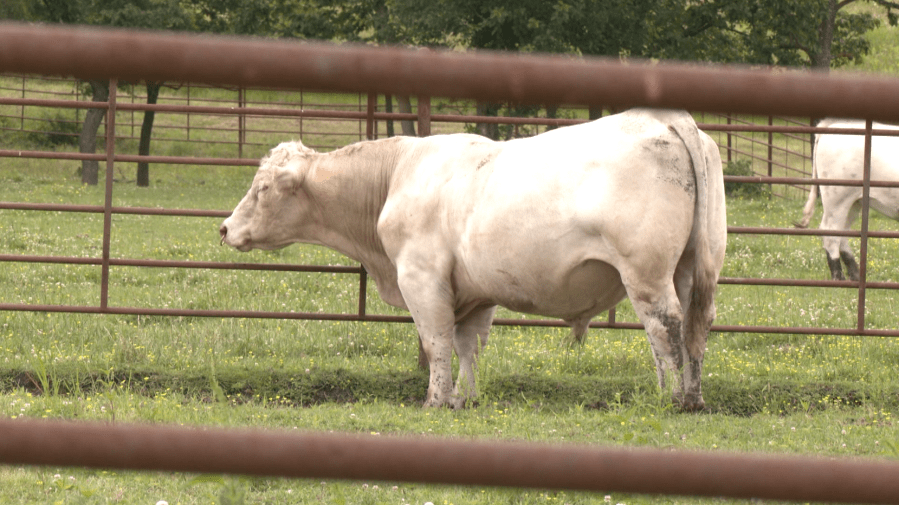 Local vet: Fly and tick control crucial for cattle health