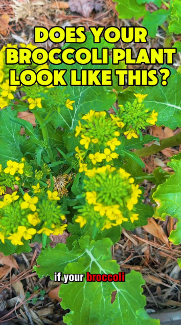 Vegetable garden tips every beginner needs