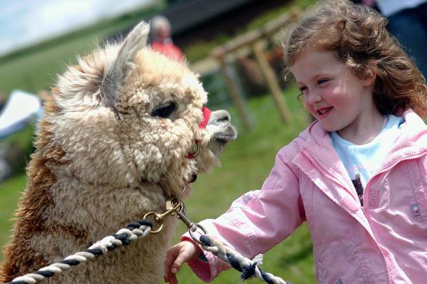 Travelling back to 2006 when alpacas were on show at a Monmouthshire farm