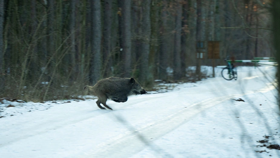 Study finds wild pigs curb invasive plants, deer boost them