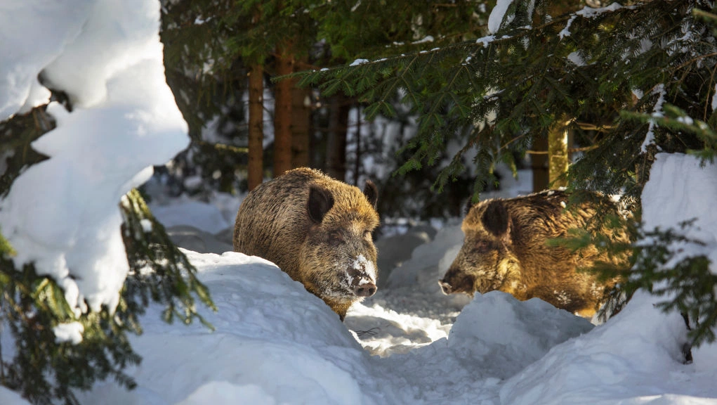 Study finds wild pigs curb invasive plants, deer boost them