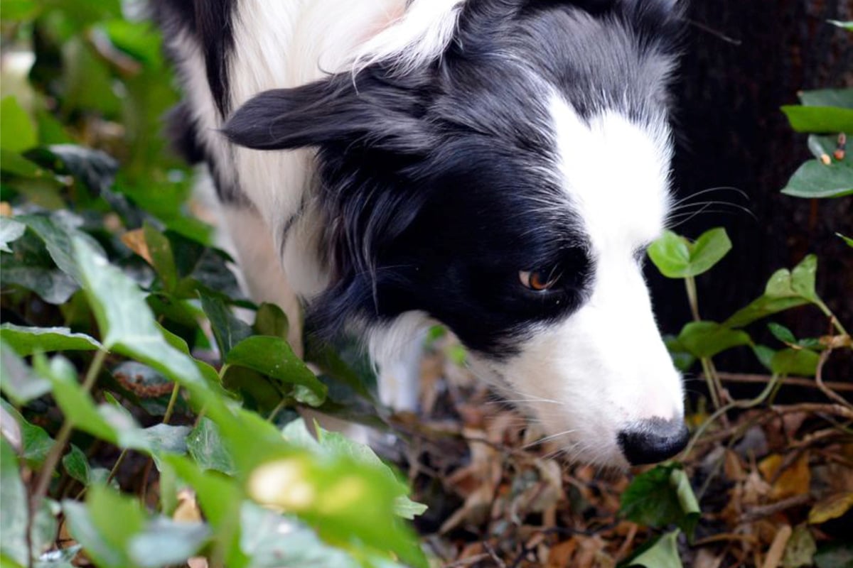 Frau rettet Hund in letzter Sekunde: Hier warnt die Polizei vor ...