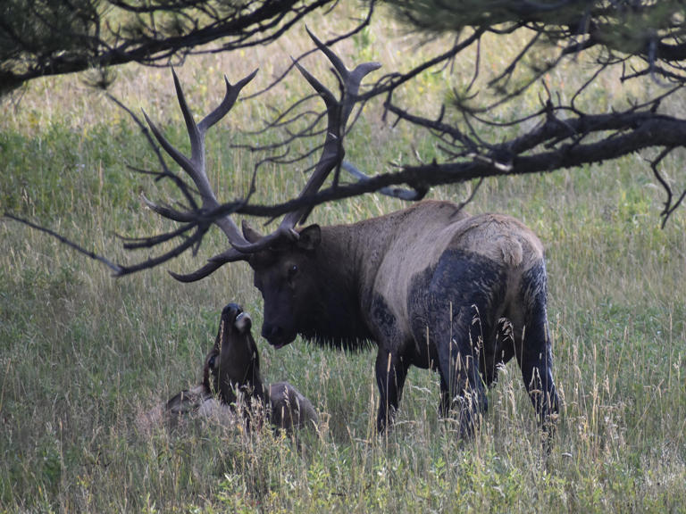 Estes Park warns visitors to be alert for aggressive mother elk