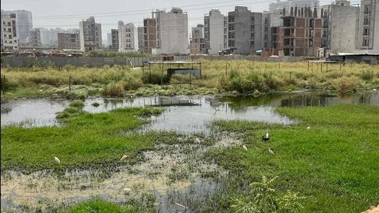 Residents allege untreated sewage discharge from Sector 95 society amid ...