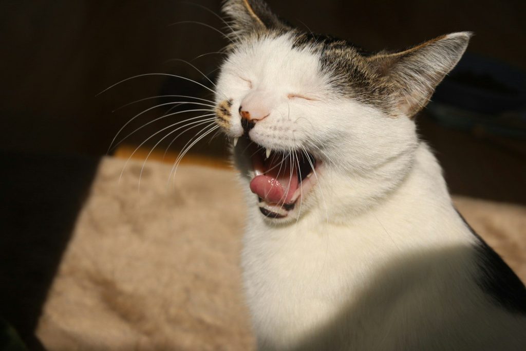 What happens when rescued cats finally see the sun?