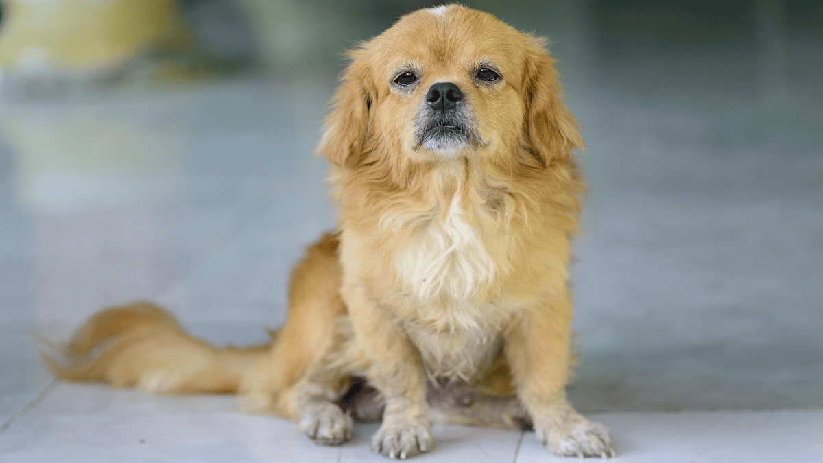 Veterinarians explain how dogs behave before they die: 10 signs you ...