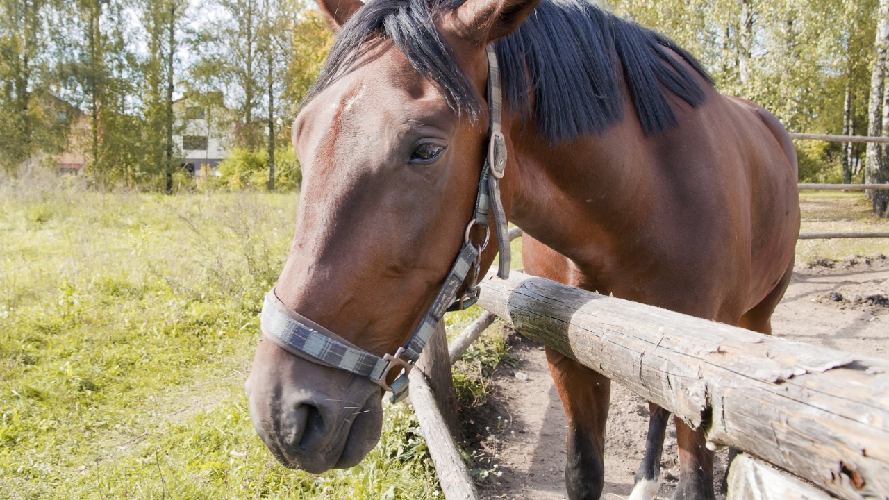 10 signs something’s off with your horse (that are easy to miss)