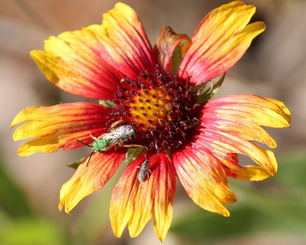 Why native bees matter more than most people realize