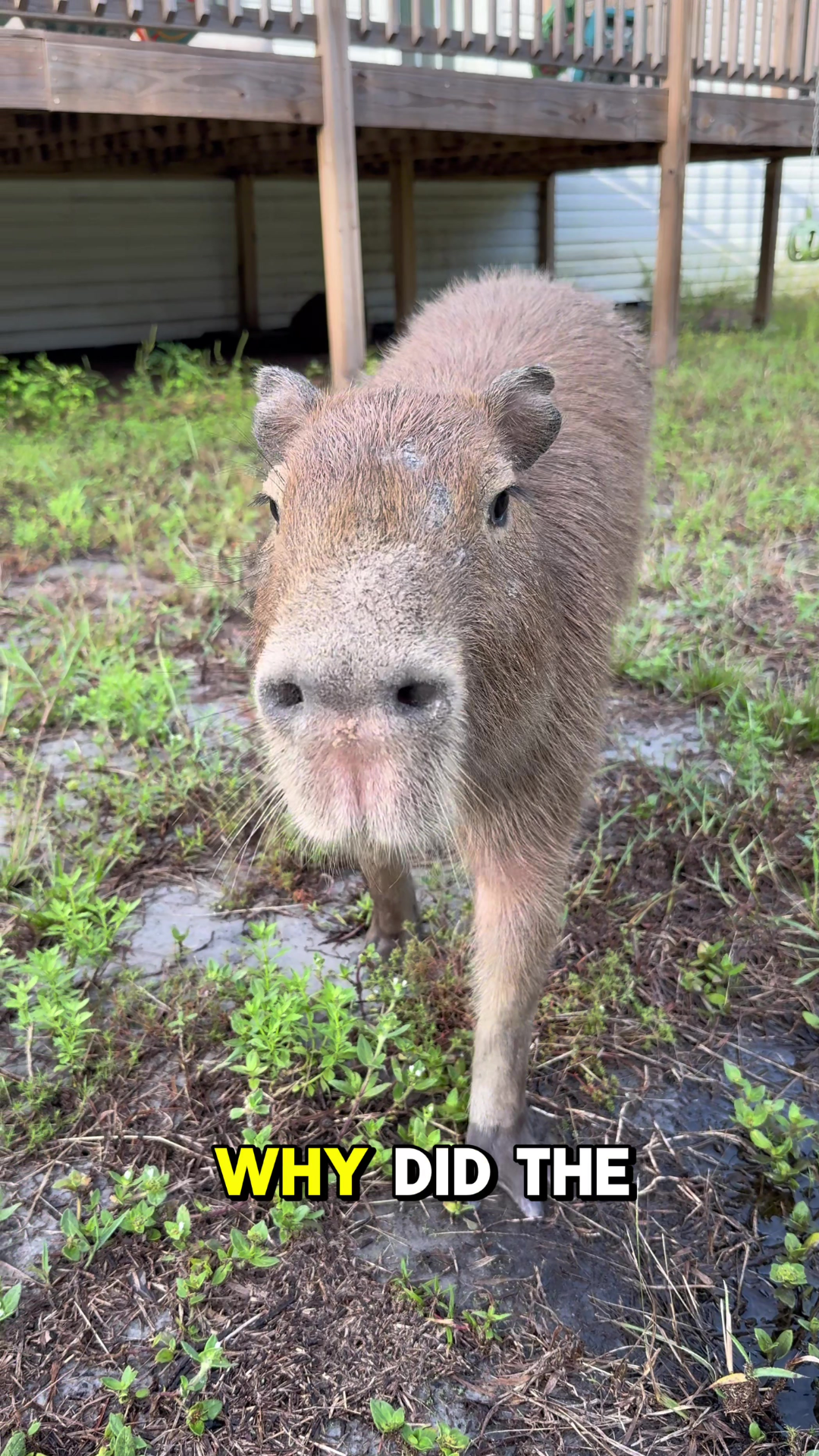 Funny capybara moments you have to hear to believe