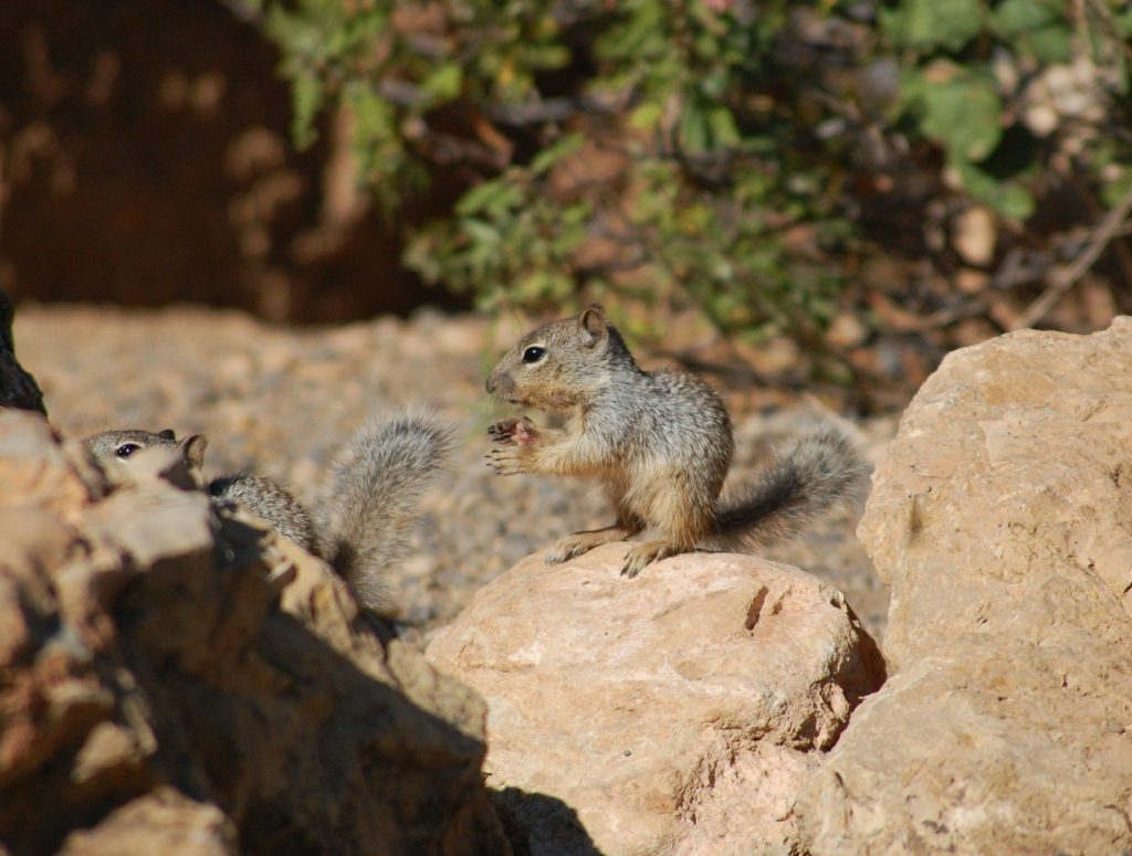 Natural smells that keep squirrels and chipmunks away from your yard