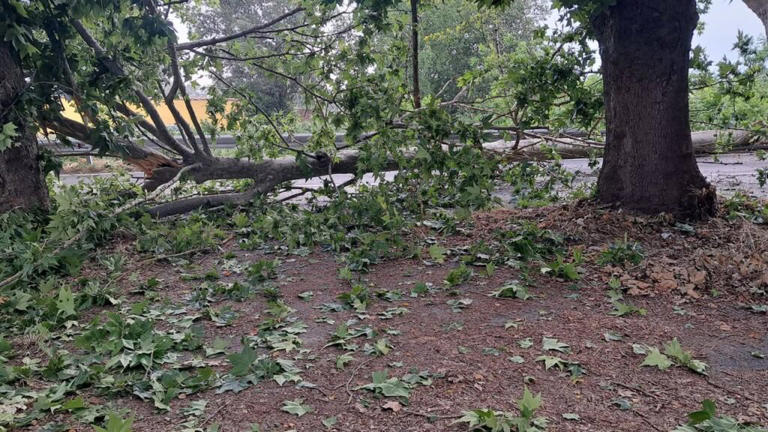 Cade un albero nel cortile di una scuola a Roma: tragedia sfiorata