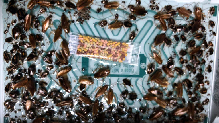 'They were coming from everywhere' - cockroach home infestations on the ...