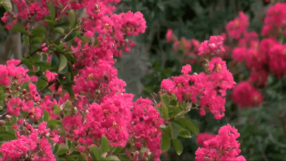 Ohio Valley allergy season ramps up as pollen shifts from spring into ...